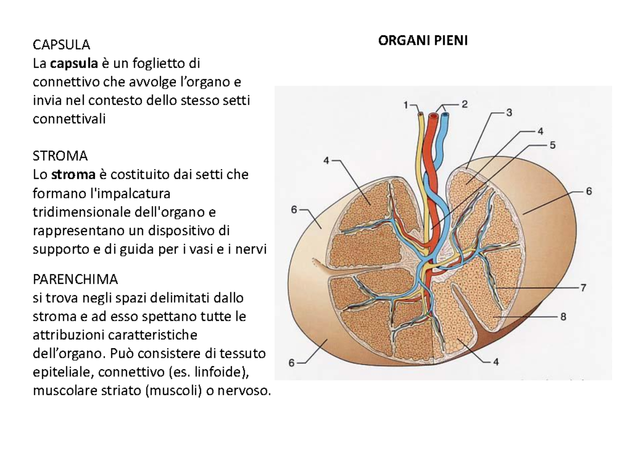 Appunti, lezione 17 - fegato - anatomia umana II - prof. Nurzynska - a ...