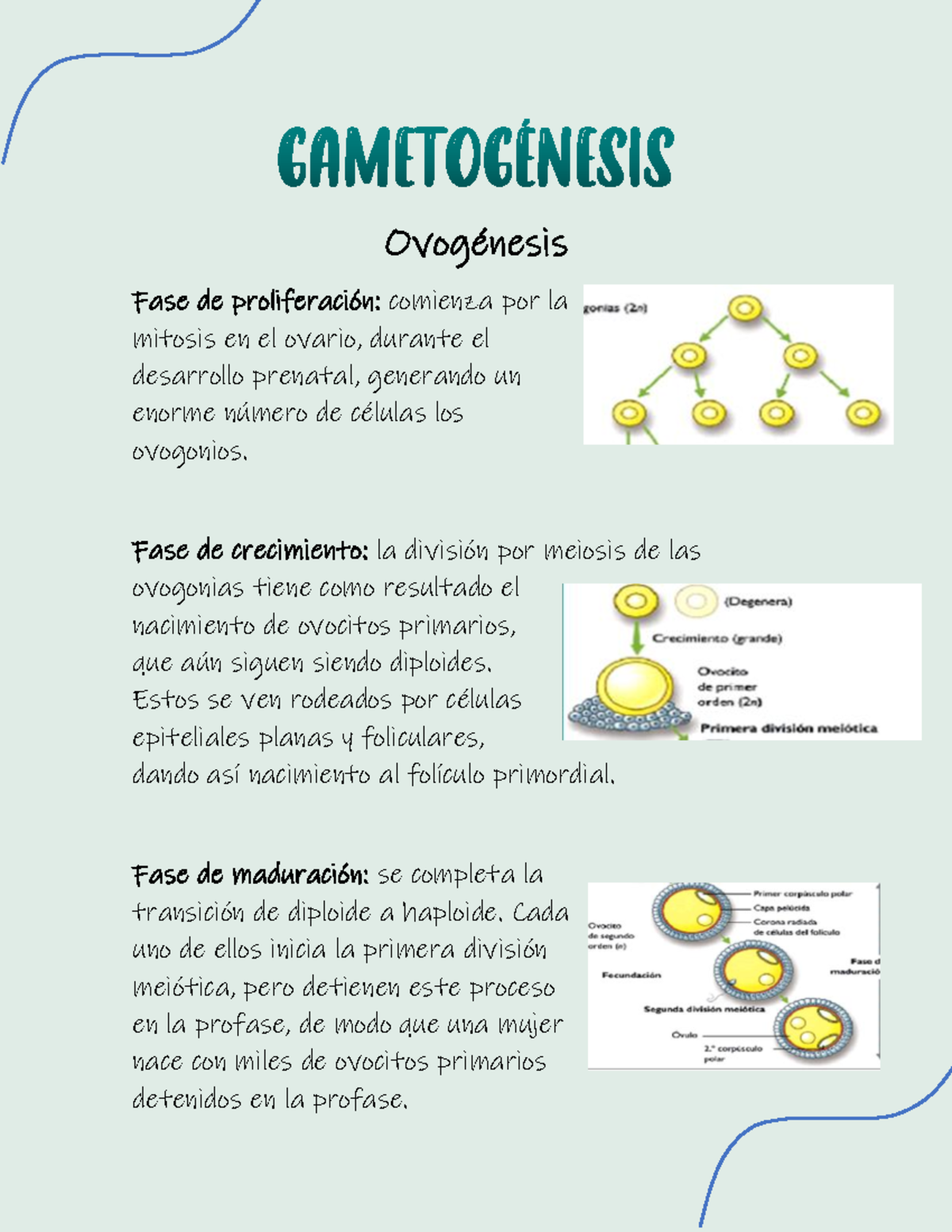 Gametogénesis - Ovogénesis Fase de proliferación: comienza por la ...