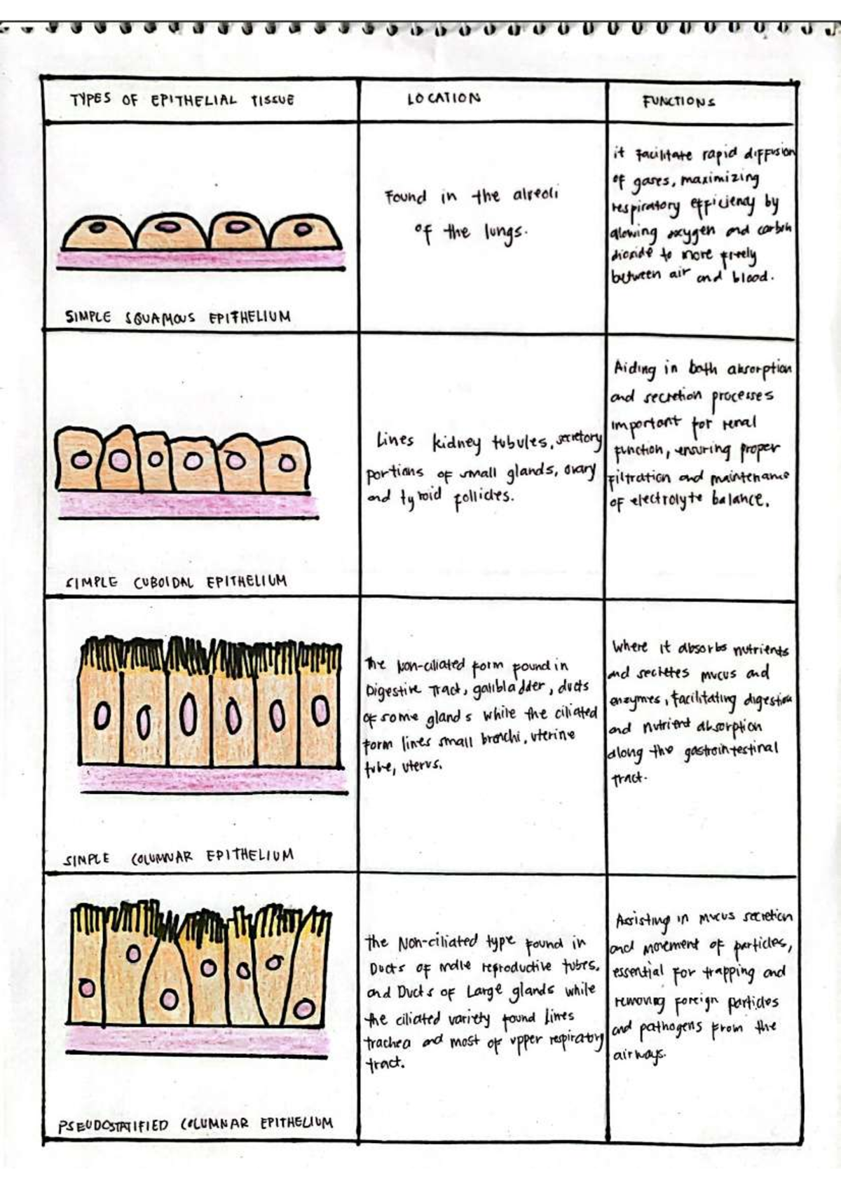 8D9942BE 8B41 4CBC B11D A1D7F25E93A0 - Human Histology - Studocu