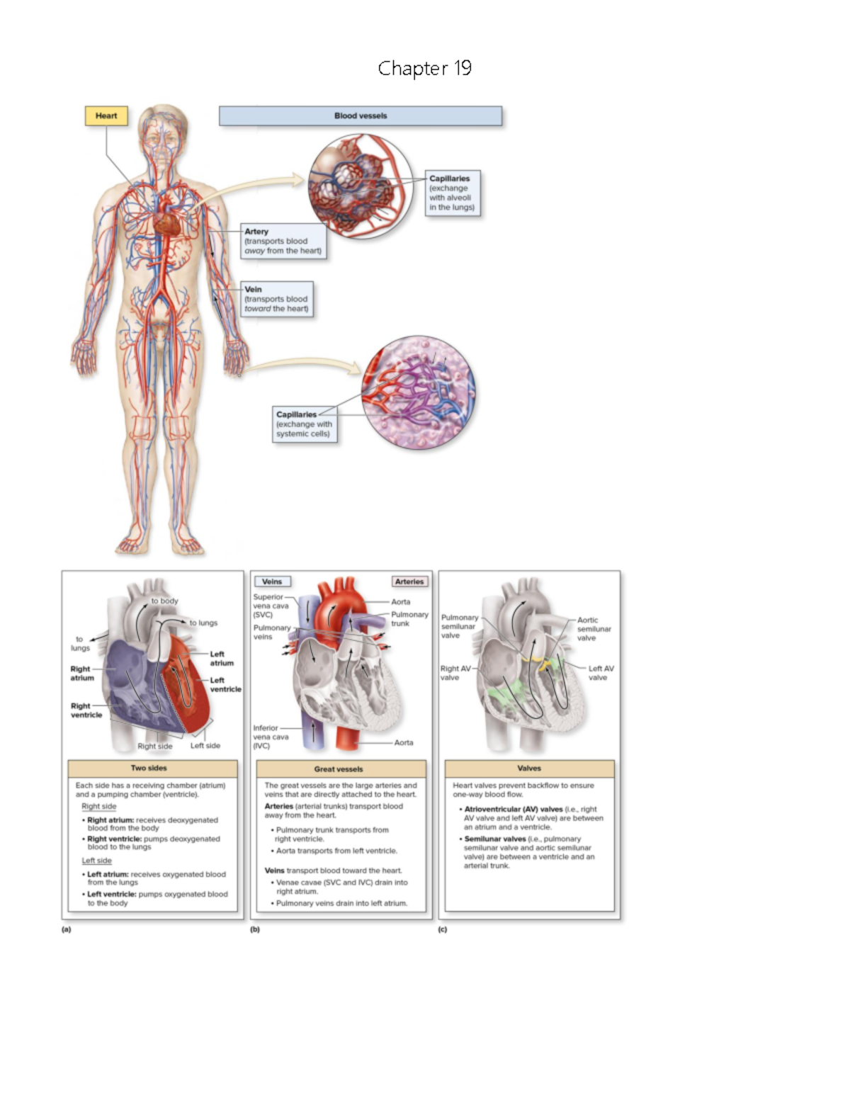 Chapter 19 - Heart - Lecture notes 19 - kin 223 - UNLV - Studocu