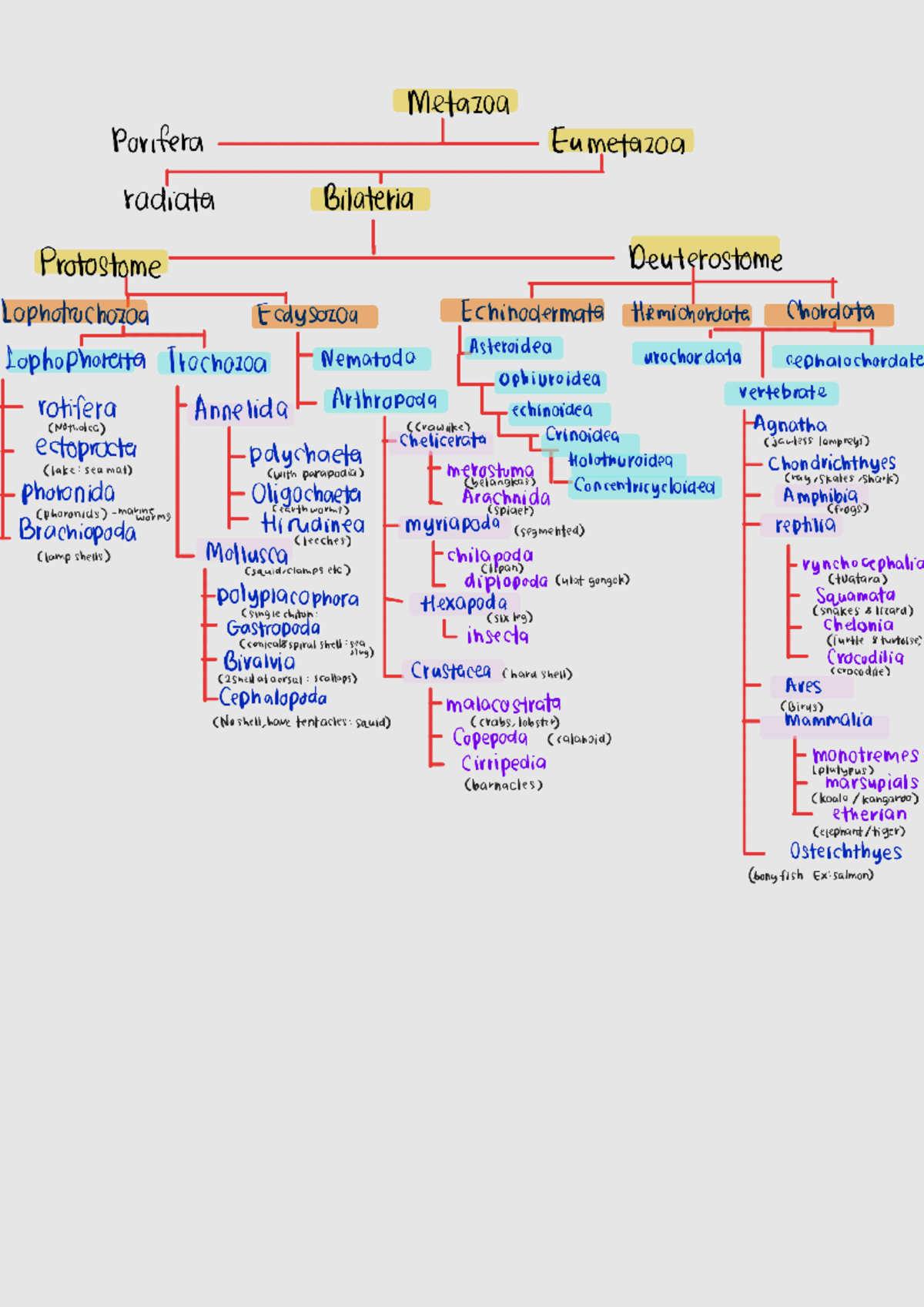 Bio320 chapter 6 animalia summary notes part 1 -3 - Metazoa Porifera ...