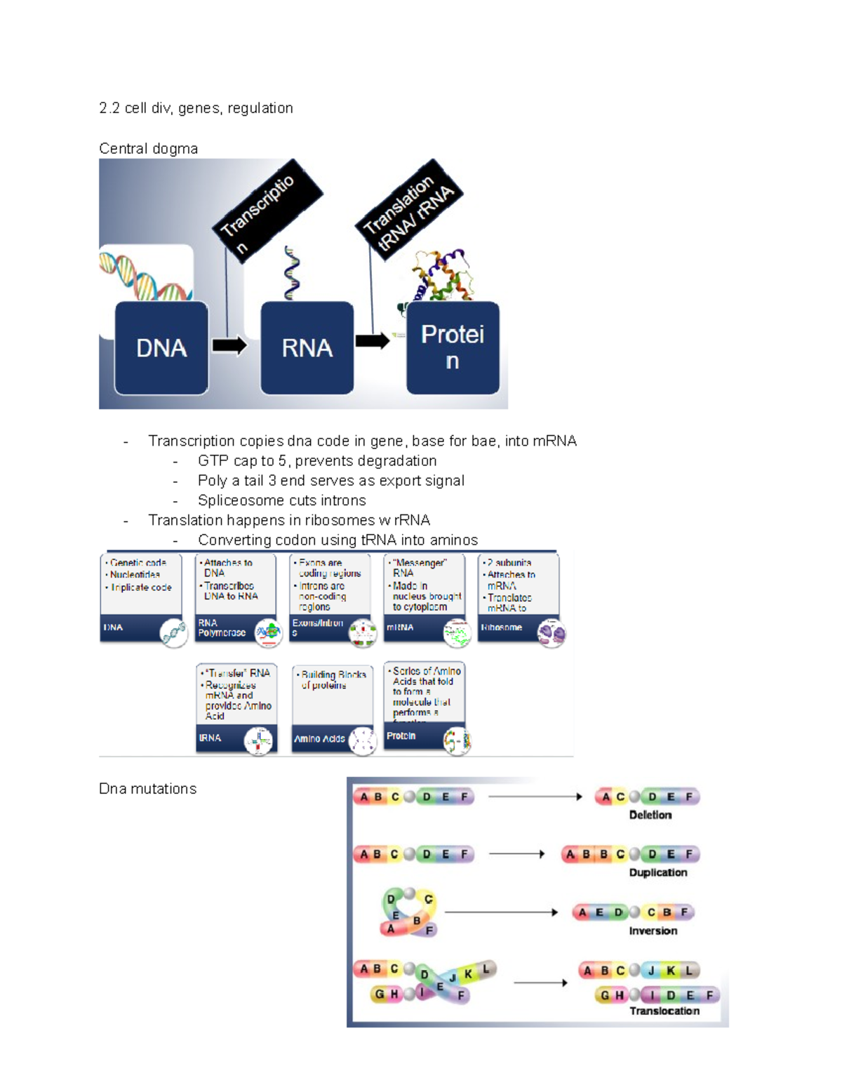 2.2 Cell Division, Genes, Regulation - 2 cell div, genes, regulation ...