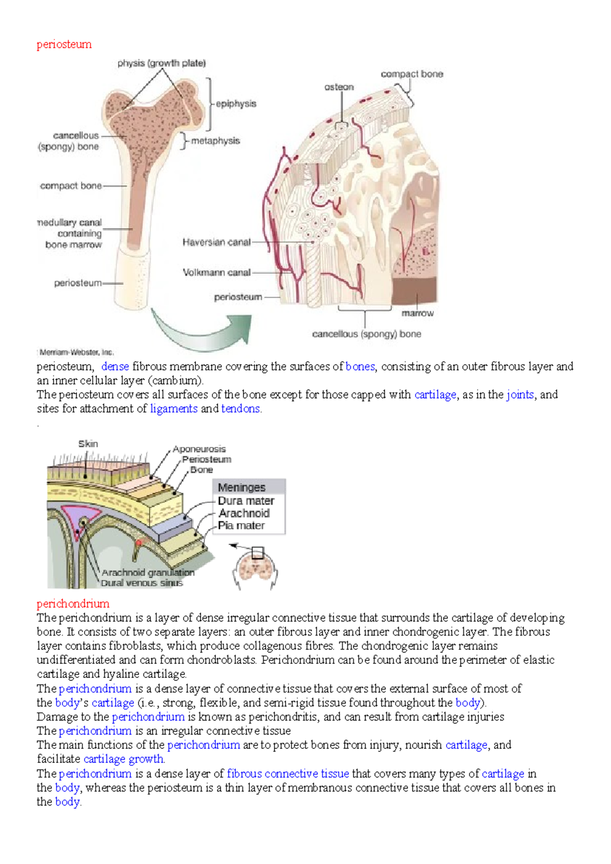 Definitions - periosteum periosteum, dense fibrous membrane covering ...