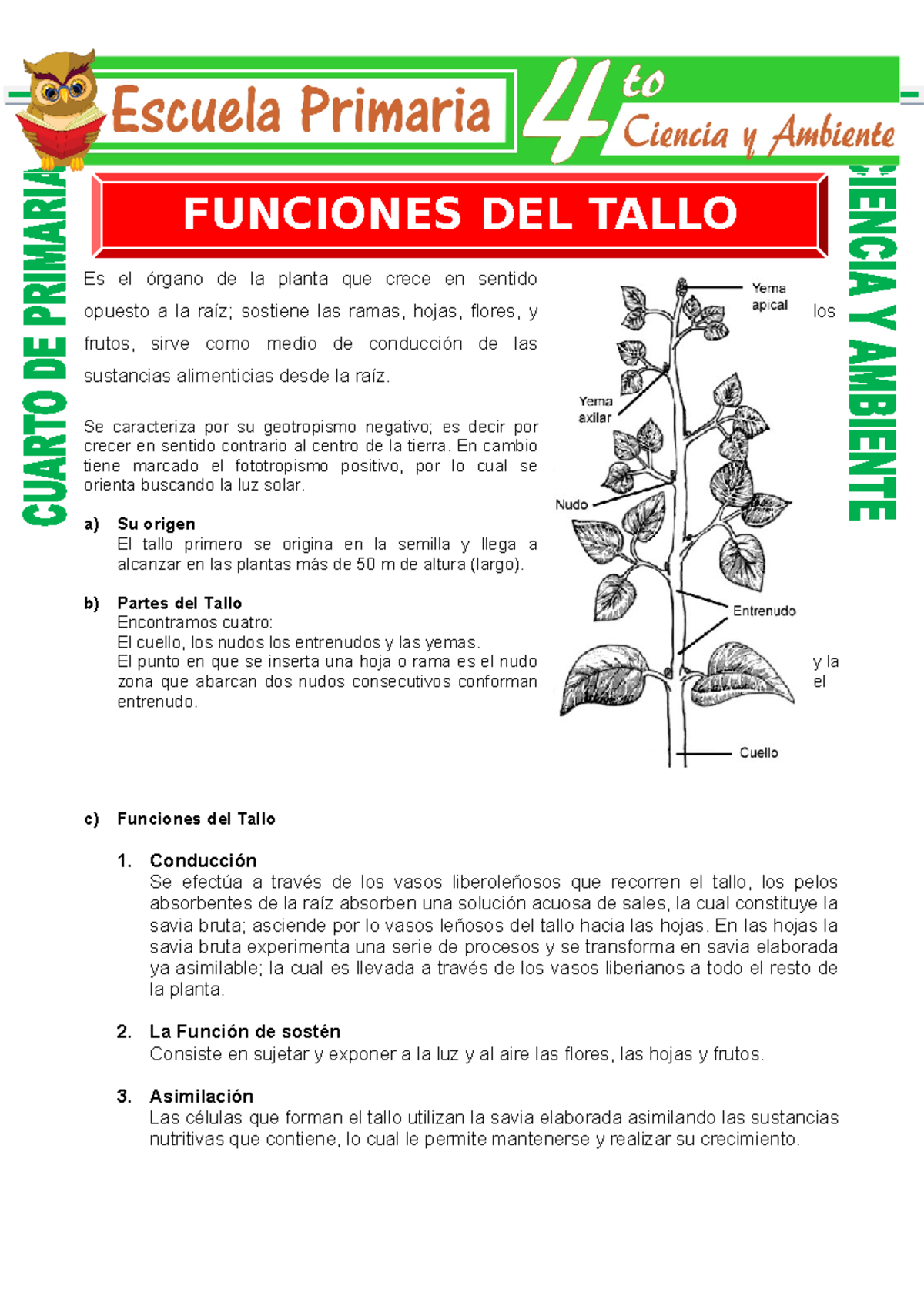 Funciones-del-Tallo-para-Cuarto-de-Primaria - de Primaria ETAPAS DE LAS ...