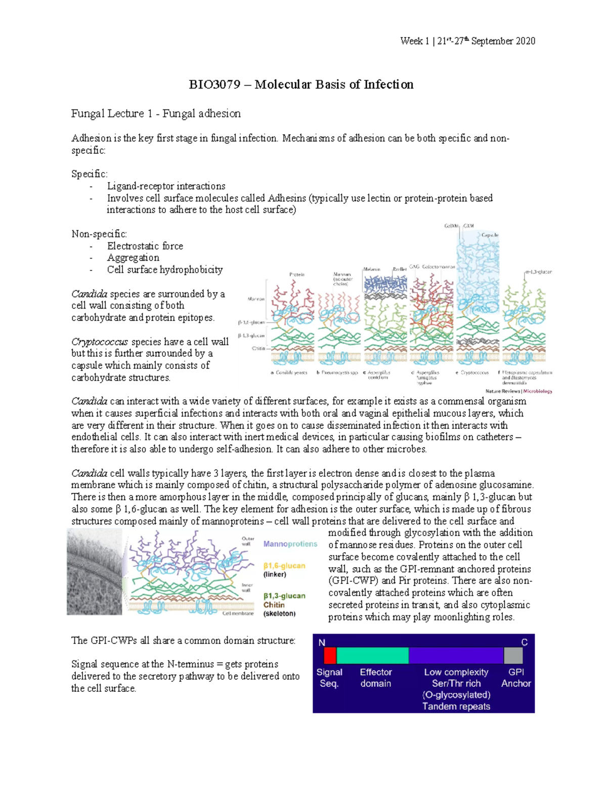 BIO3079 FL1 - Adhesion - BIO3079 – Molecular Basis of Infection Fungal ...