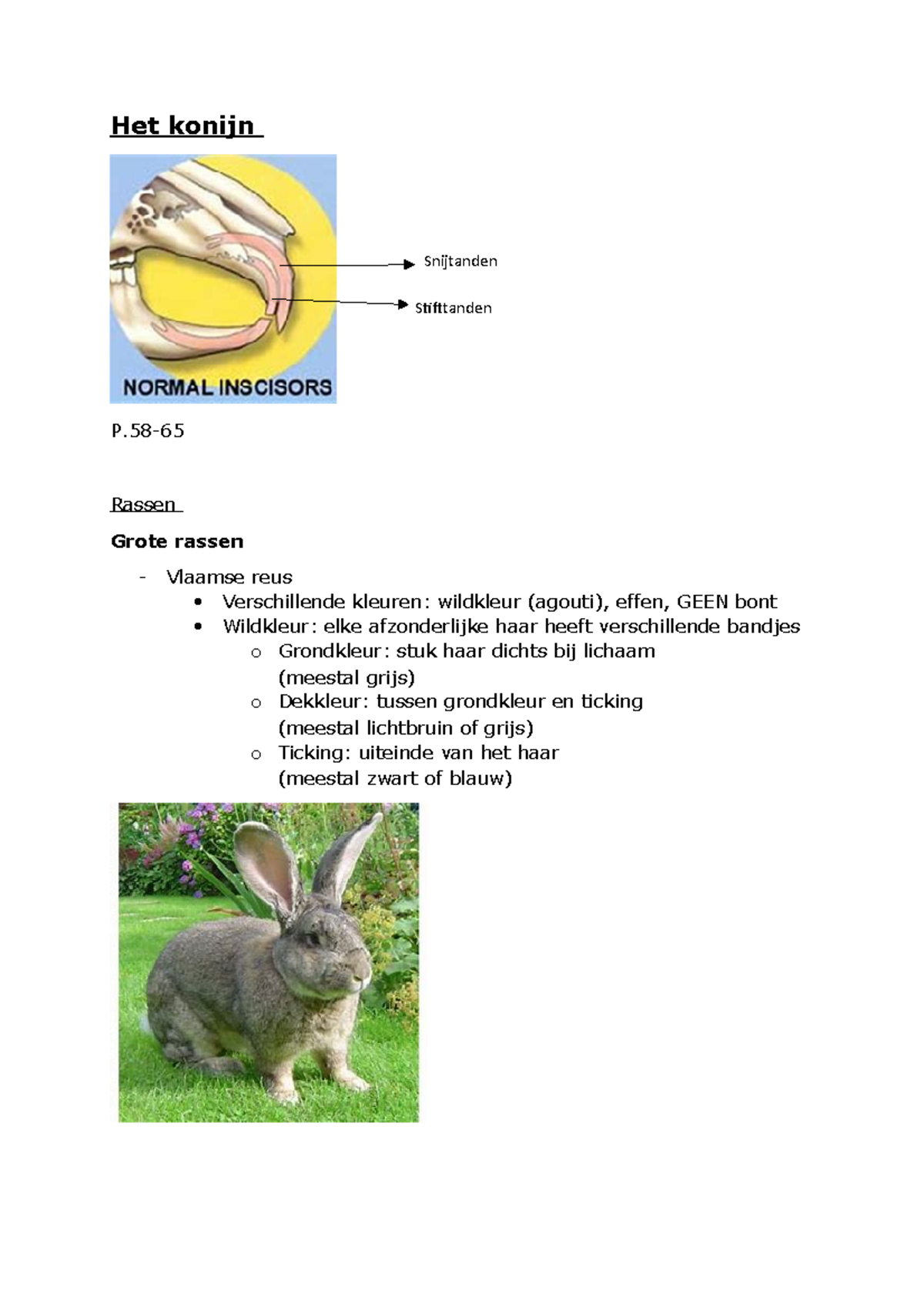 Rassenleer konijn - Samenvatting met zoal foto's als hoofdpunten per ...