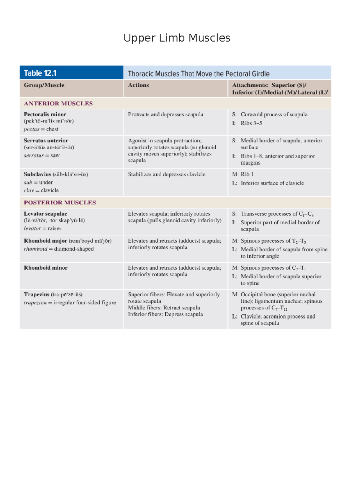 Upper Limb Muscles - Table - CHI168 - Upper Limb Muscles - Studocu