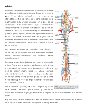 Corteza Motora - Fisiología de Guyton - 3.6 Corteza motora 2 h. Área ...