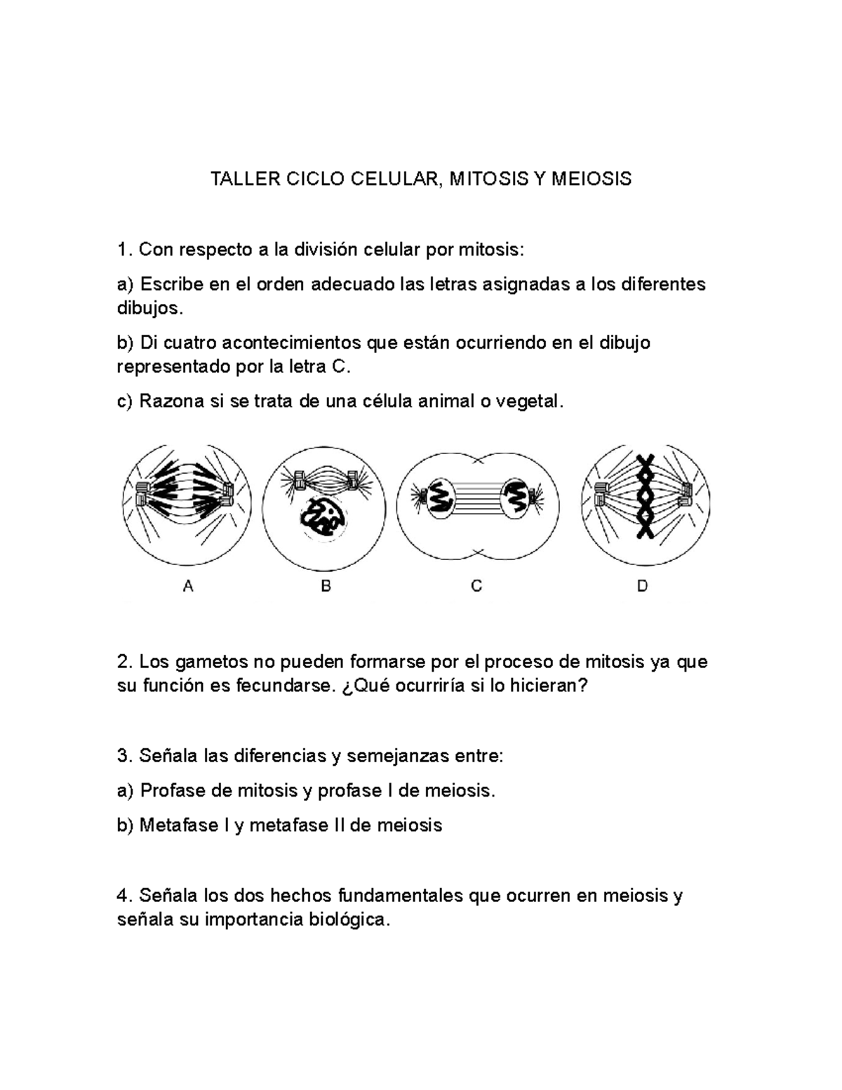 Taller Ciclo Celular - TALLER CICLO CELULAR, MITOSIS Y MEIOSIS Con respecto a la división ...