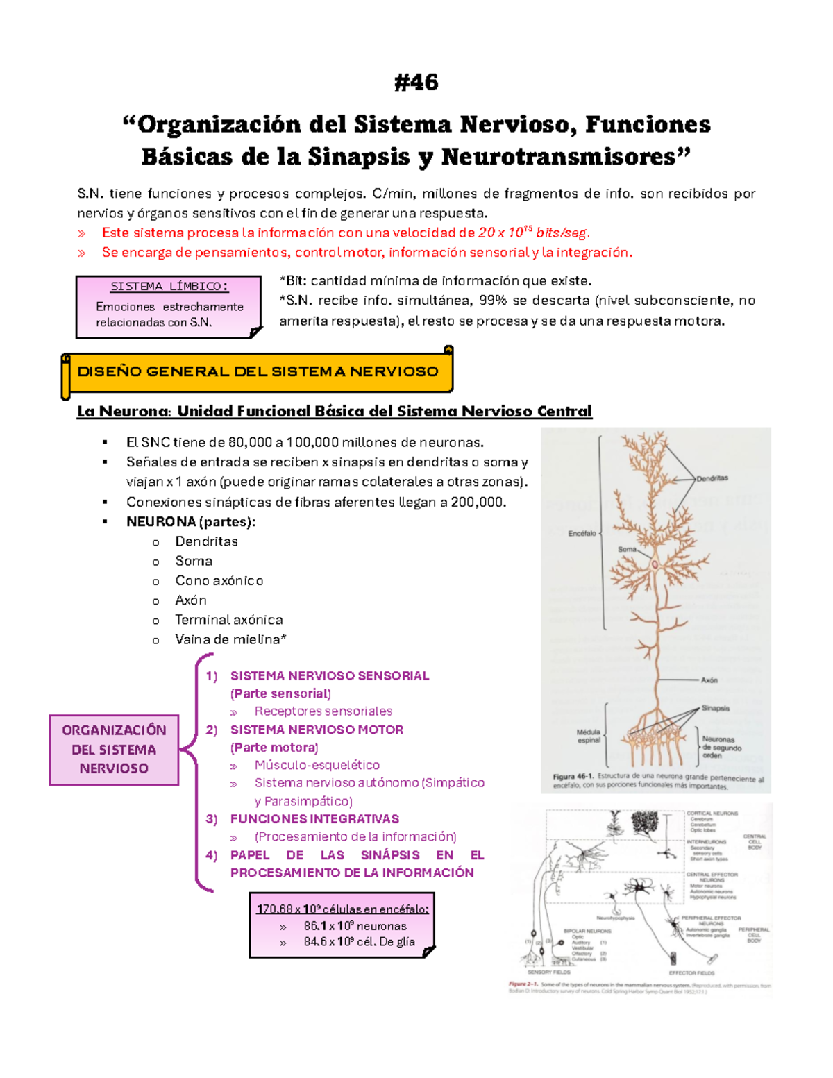 Fisio 46-49 - GUYTON - “Organización del Sistema Nervioso, Funciones Básicas de la Sinapsis y ...