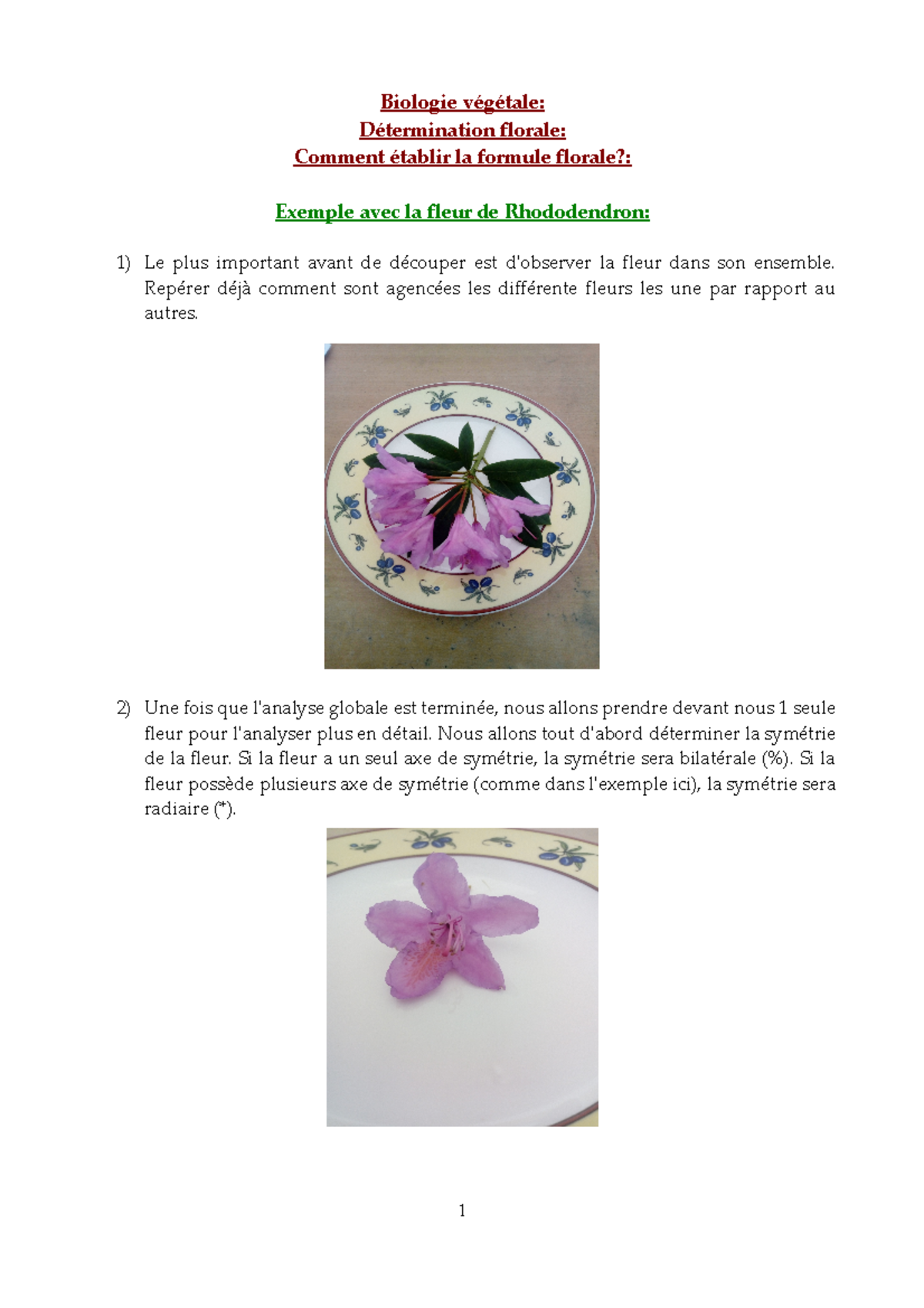 Détermination florale trouver la formule florale - Biologie végétale ...