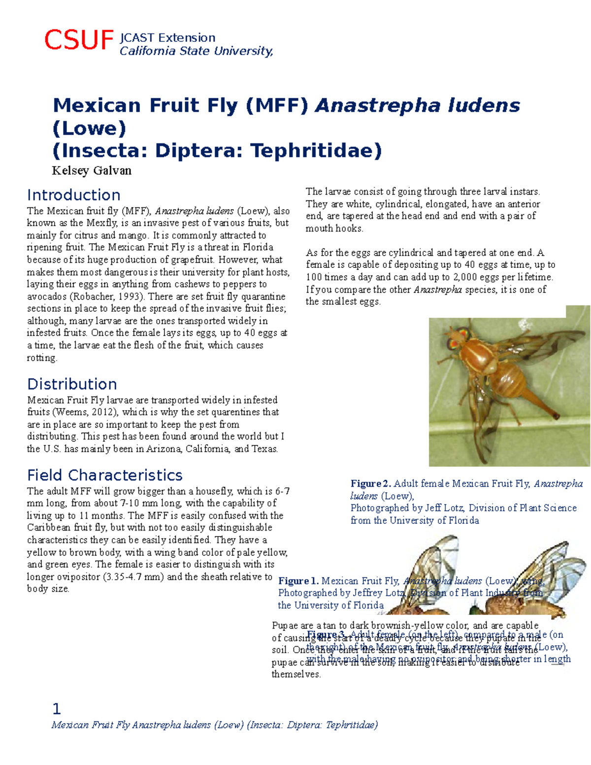Plant 163 fact sheet - Mexican Fruit Fly (MFF) Anastrepha ludens (Lowe ...