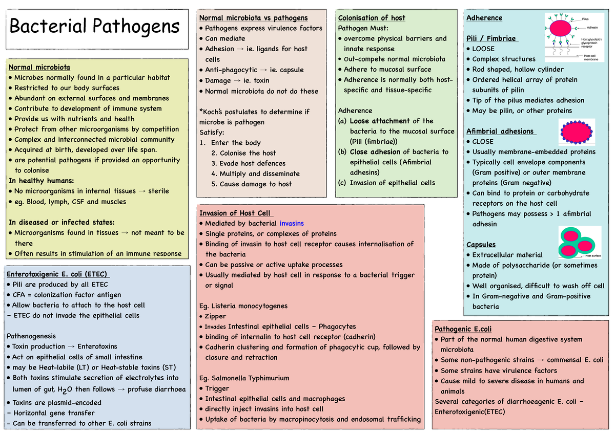 Bacterial pathogens PDF - Bacterial Pathogens Normal microbiota ...