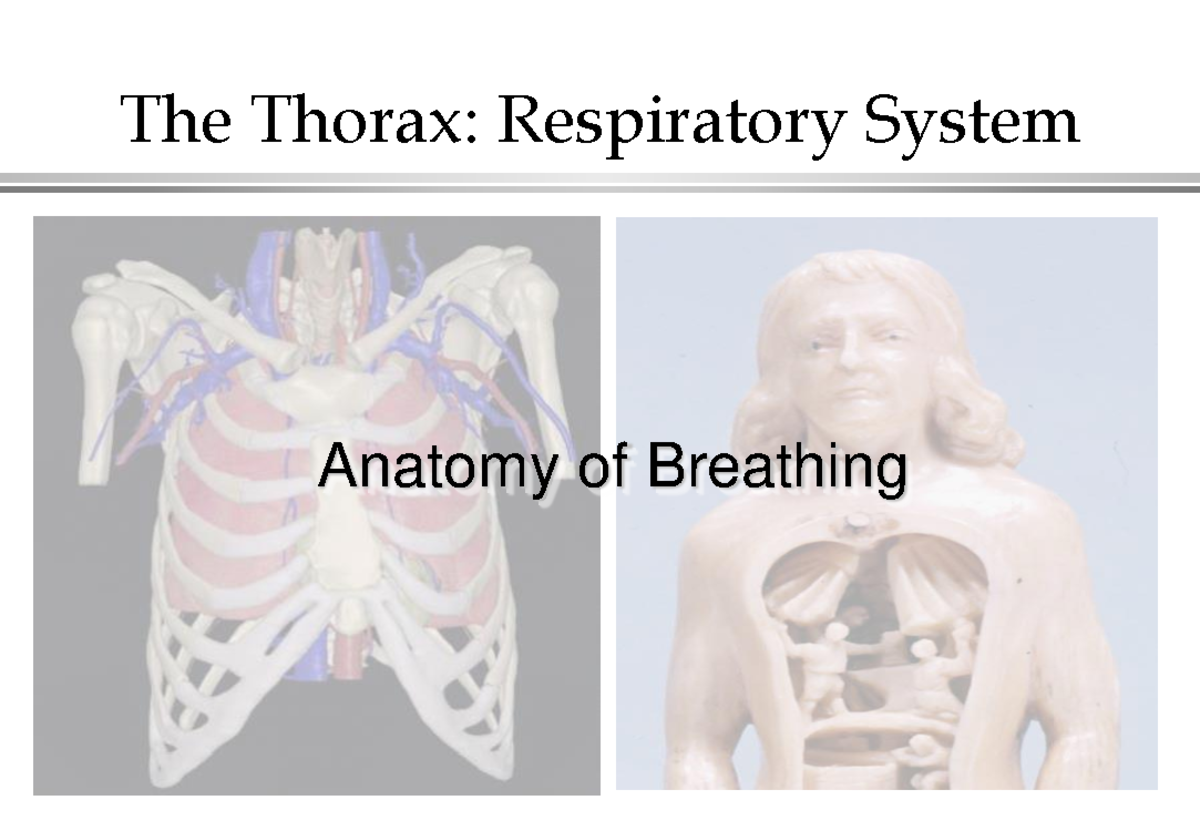 Anatomy of Breathing - Print Copy - The Thorax: Respiratory System ...