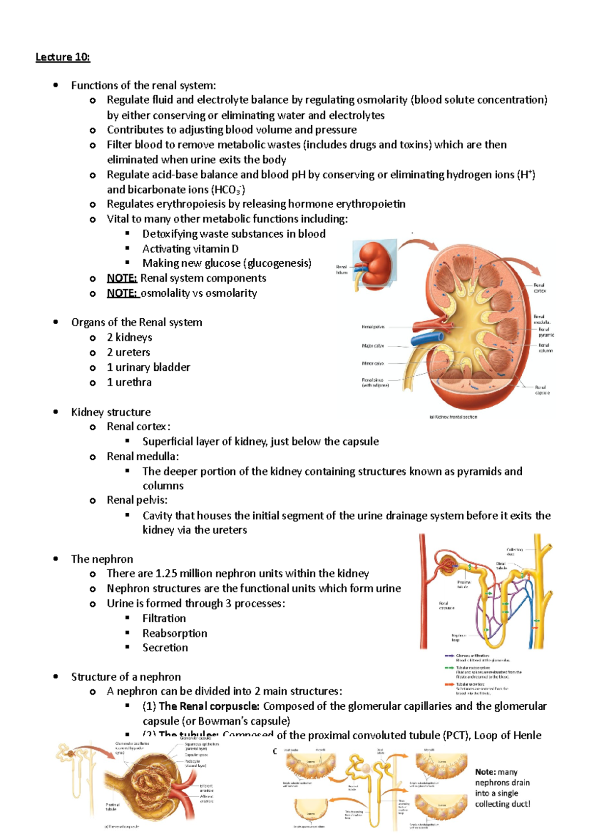 Lecture 10 - Lecture 10: Functions of the renal system: o Regulate ...