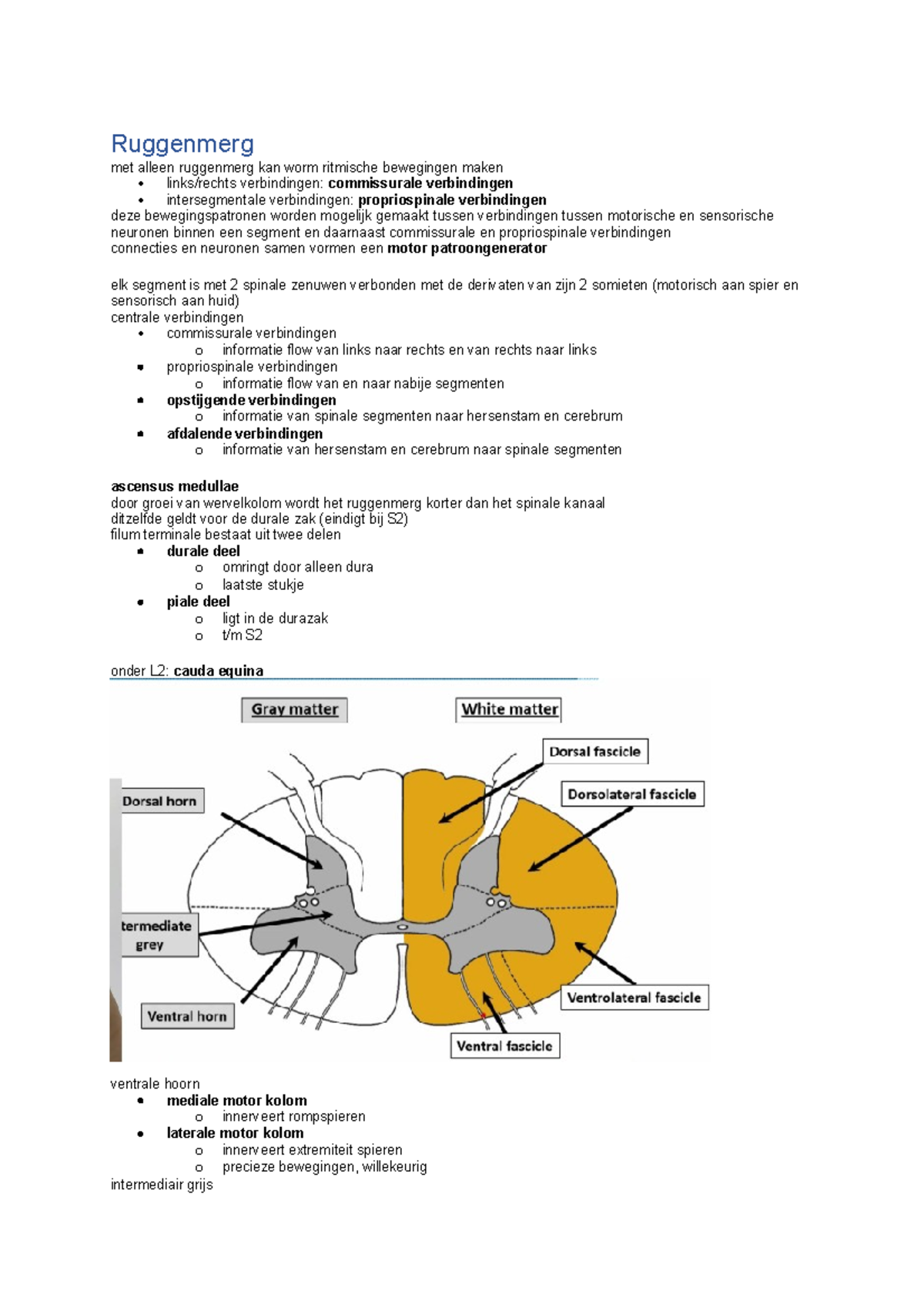 Thema 1 Neuroanatomie - deel 4 - Ruggenmerg met alleen ruggenmerg kan ...