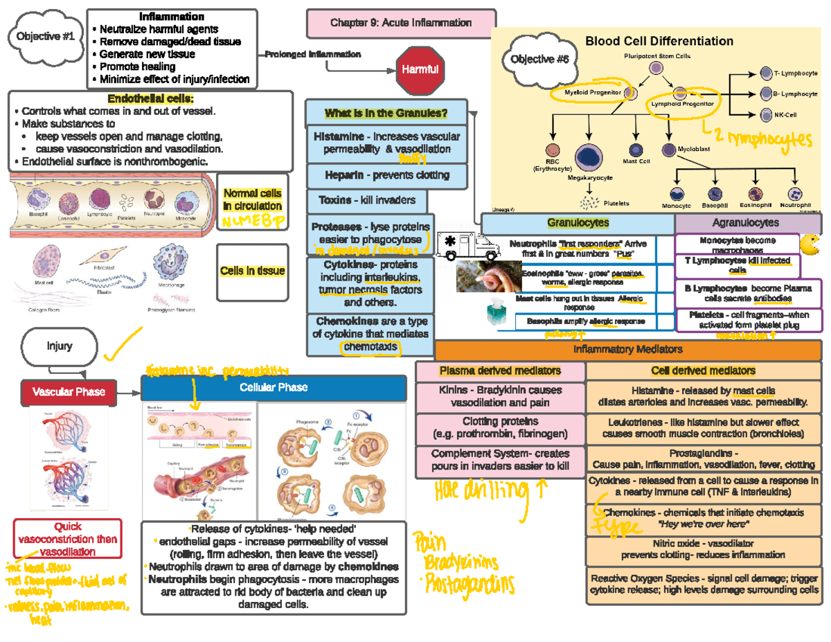 Patho concept map ch 9 - Complement System- creates pours in invaders ...