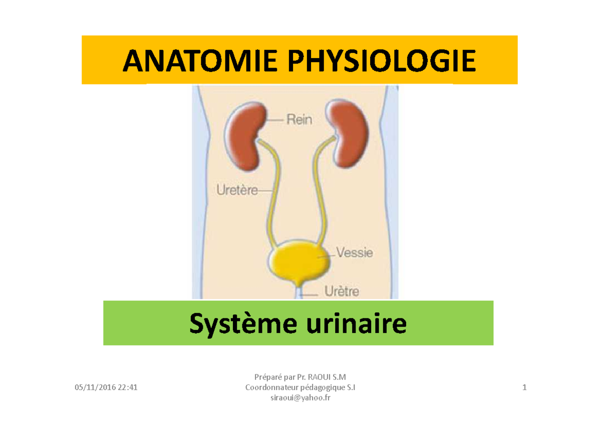 Cours anatomie appareil urinaire - ANATOMIE PHYSIOLOGIE Système ...