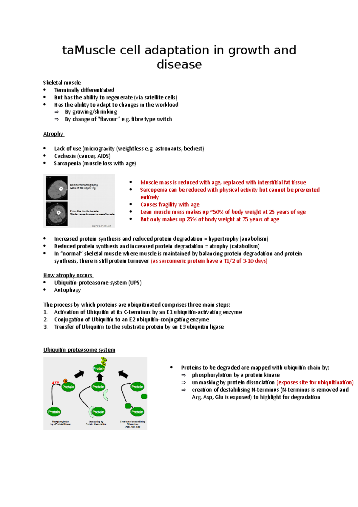 Muscle cell adaptation - fibre type switch Atrophy Lack of use ...