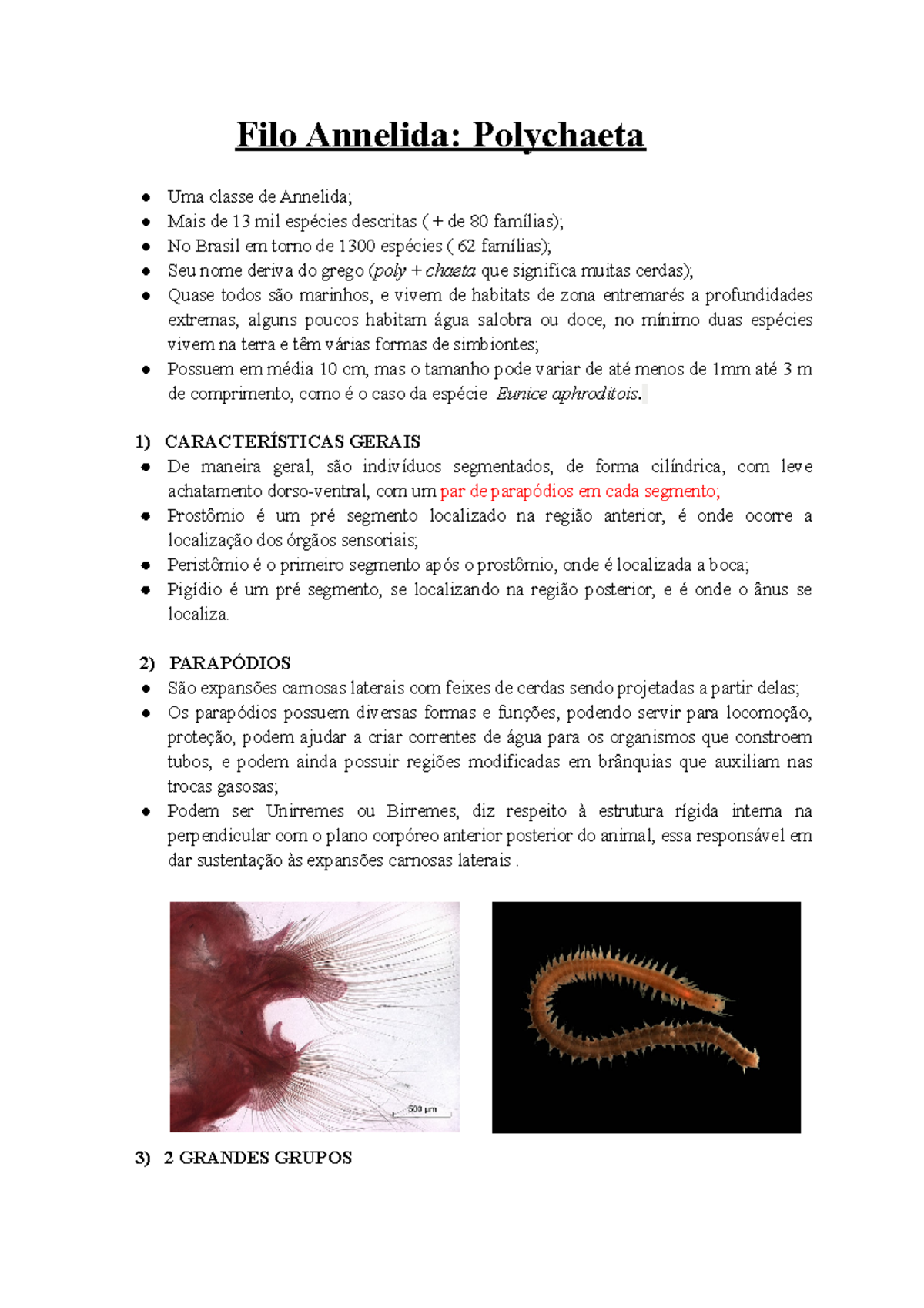 Filo Annelida (Polychaeta) - 1) GERAIS De maneira geral, segmentados ...