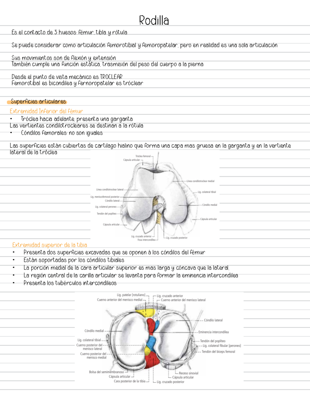 Articulación de la Rodilla - Rodilla Es el contacto de 3 huesos: fémur ...