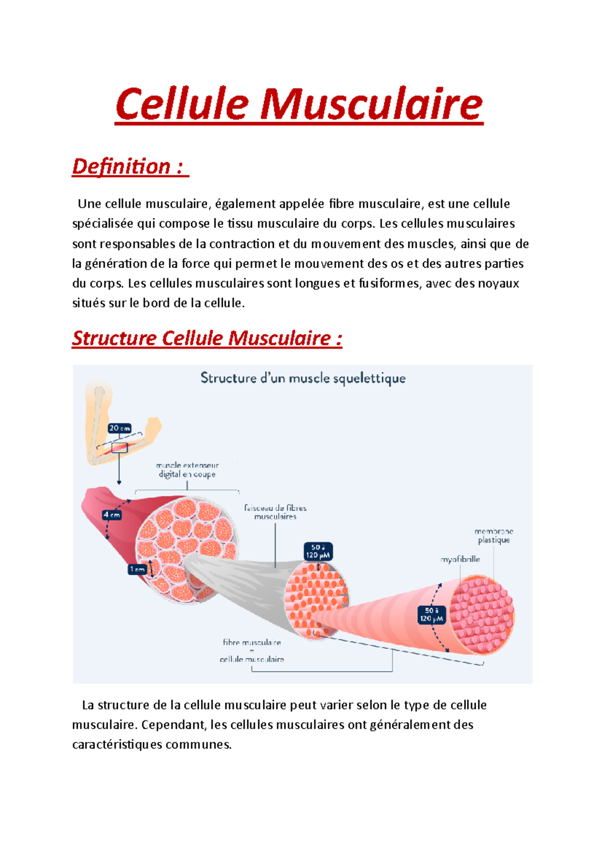 Cellule Musculaire - Cellule Musculaire Definition : Une cellule ...