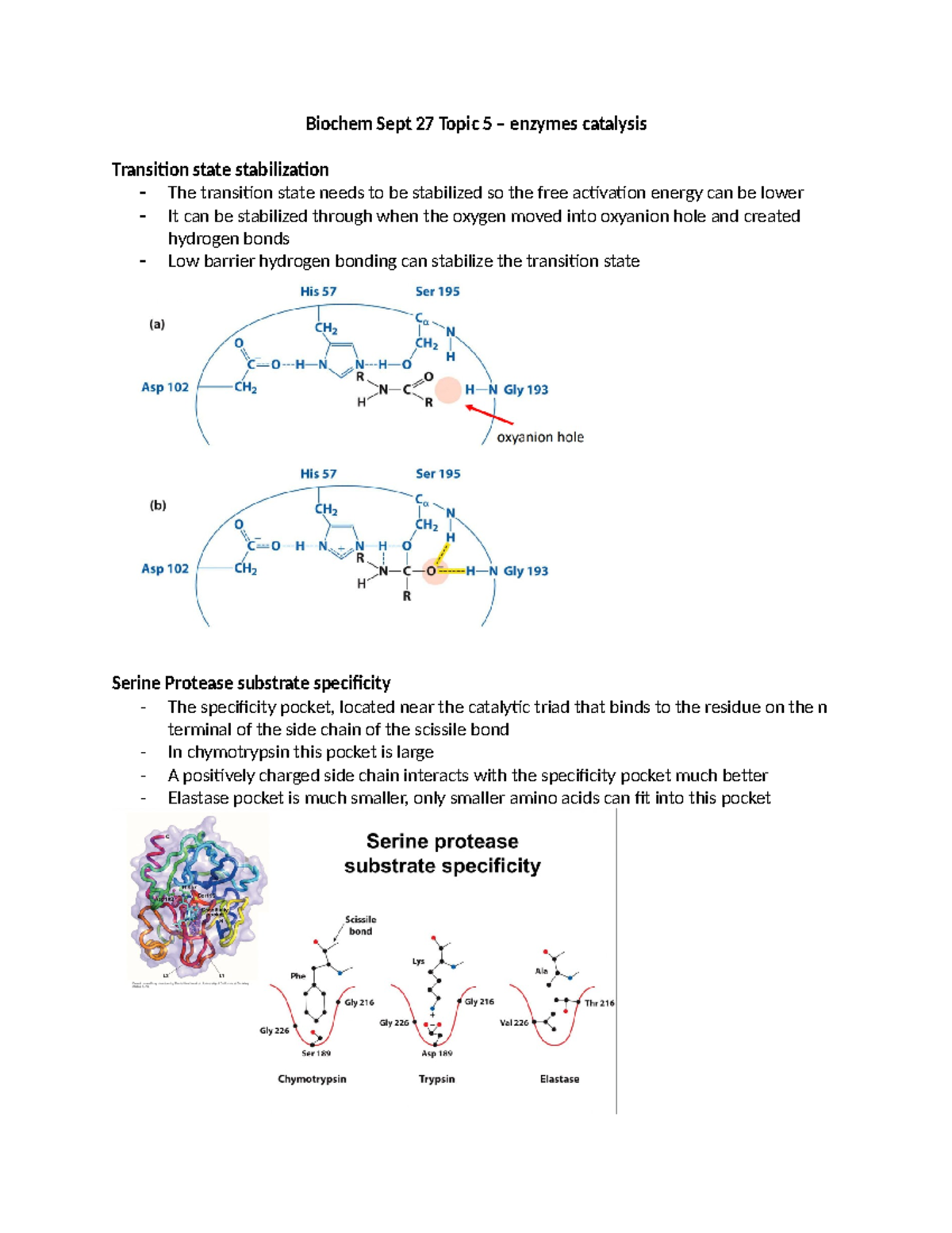 Topic 5 - Enzyme Catalysis - Biochem Sept 27 Topic 5 – enzymes ...