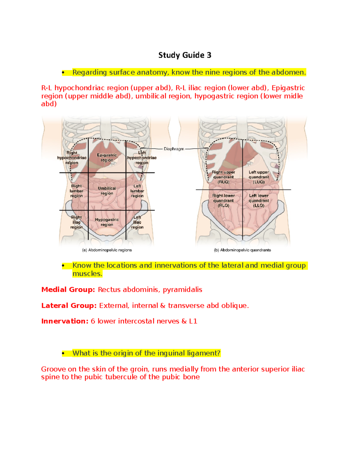 Anatomy Study Guide 3 - Study Guide 3 Regarding surface anatomy, know ...