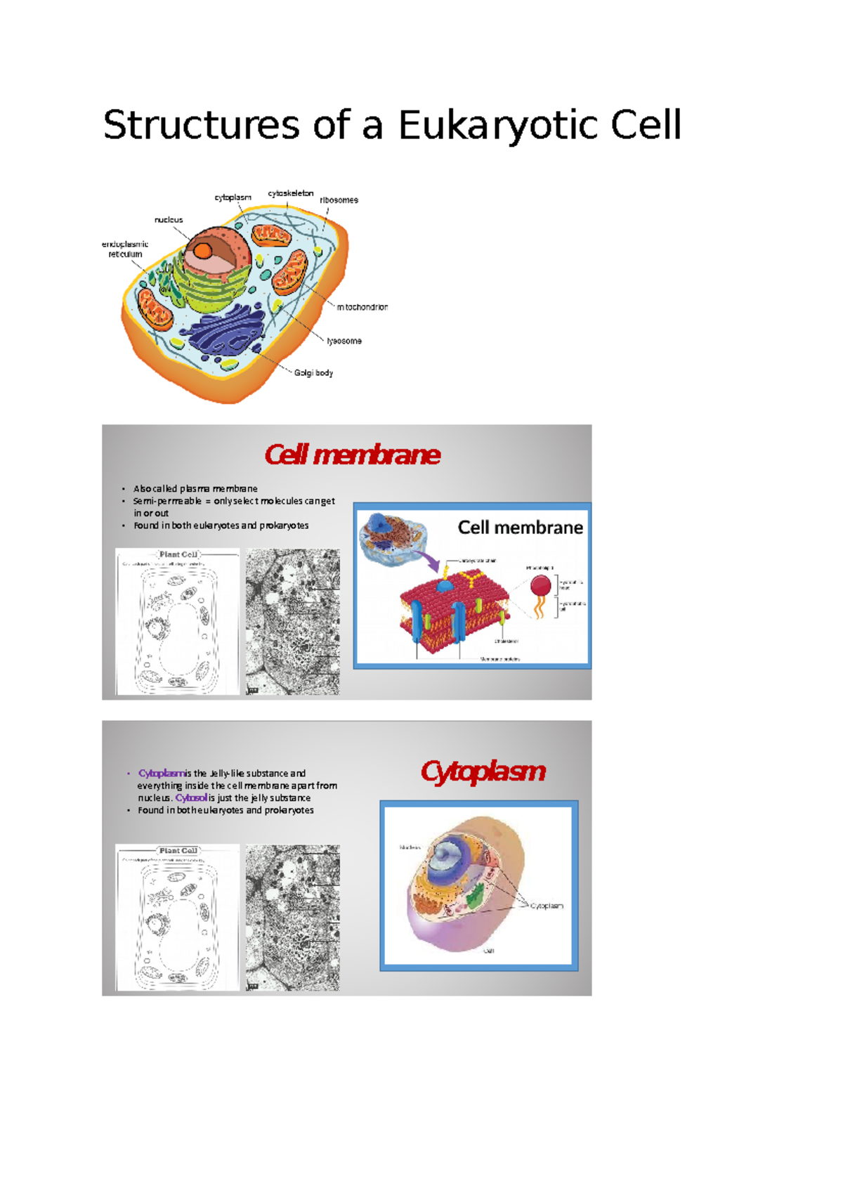 Structures of a Eukaryotic Cell - Cytosol is just the jelly substance ...