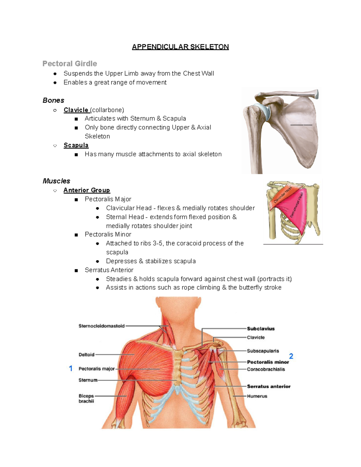 Appendicular Skeleton - APPENDICULAR SKELETON Pectoral Girdle Suspends ...