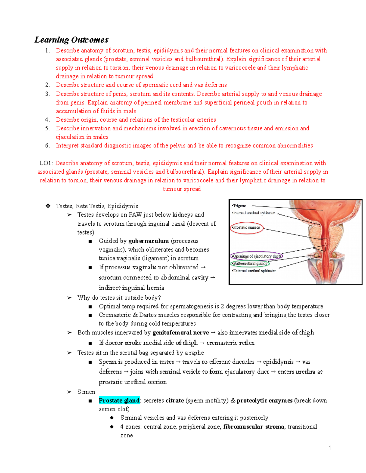 Anatomy of Scrotum Testis Epididymis and Male Reproductive System - Studocu