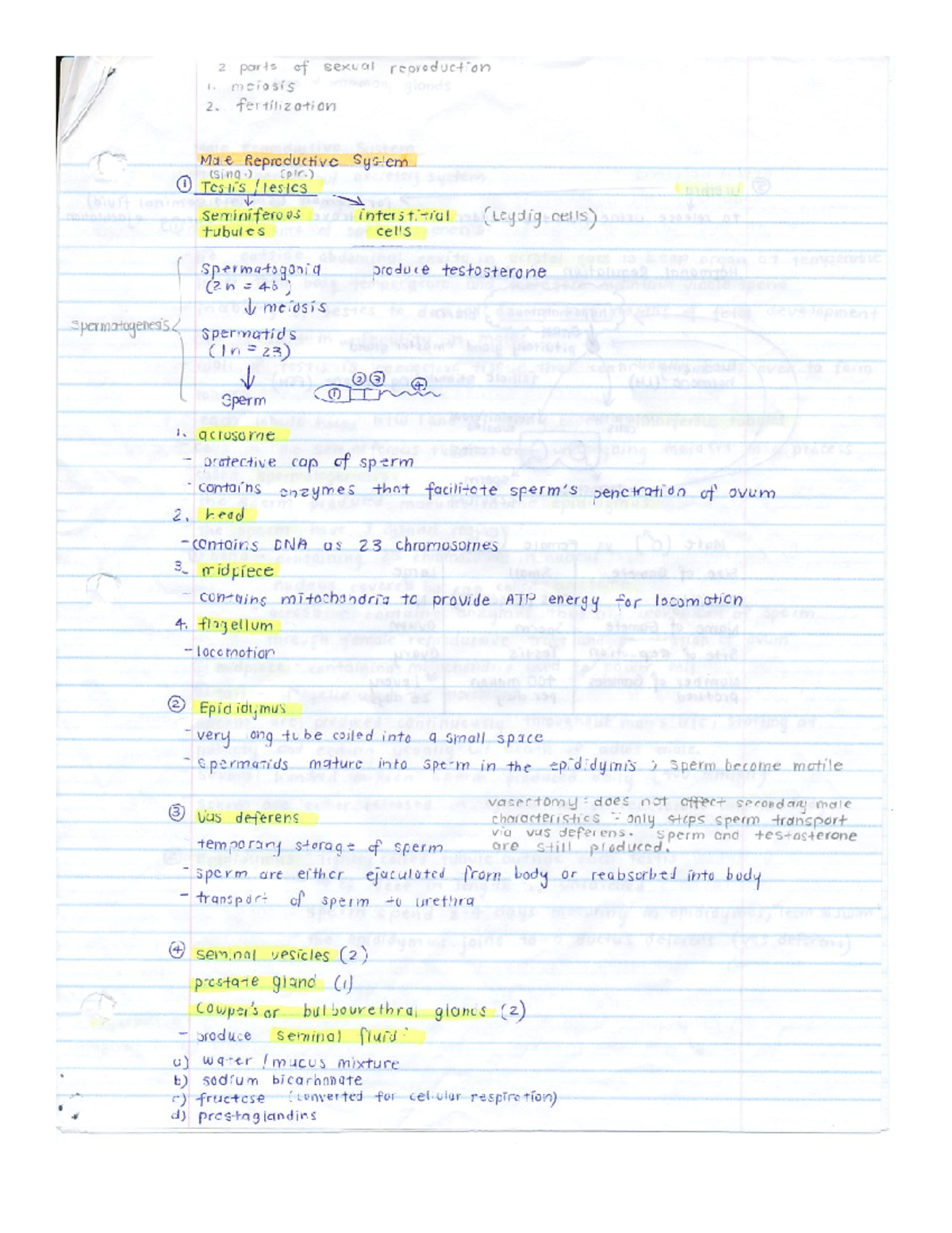 male reproductive system exam notes - Studocu
