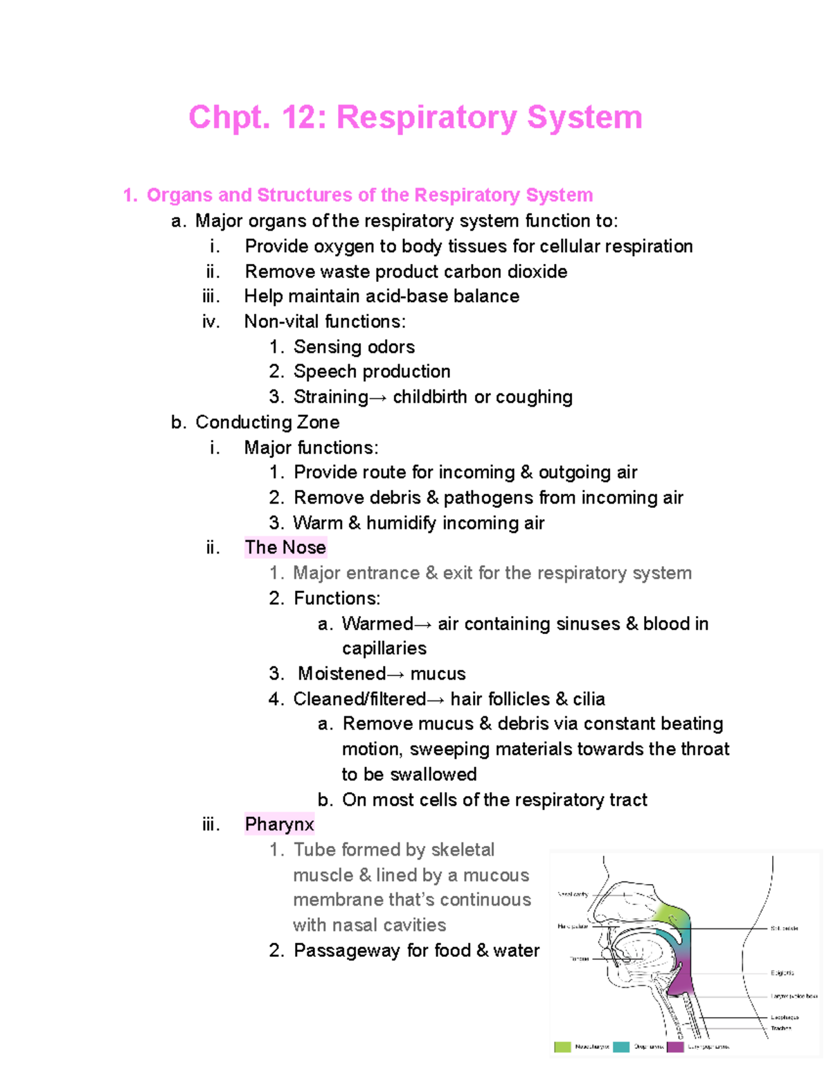 Chapter 12 notes -2 - Chpt. 12: Respiratory System 1. Organs and ...