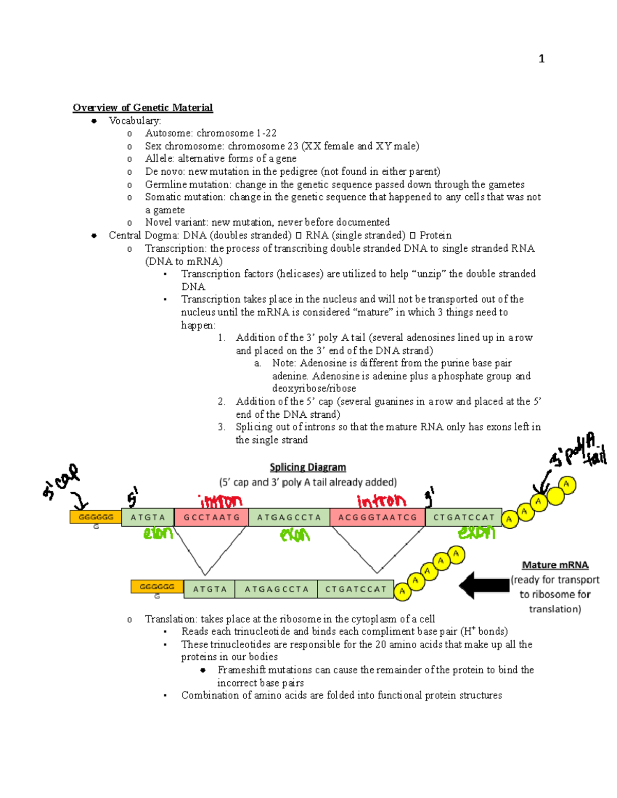 SDSU Genetics Lecture Study Guide - Overview of Genetic Material Vocabulary: o Autosome: - Studocu
