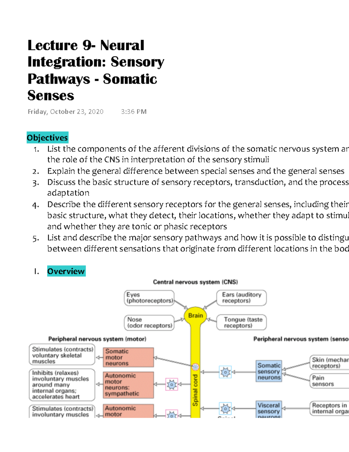 Neural Integration Sensory Pathways - Somatic Senses - Objectives List ...