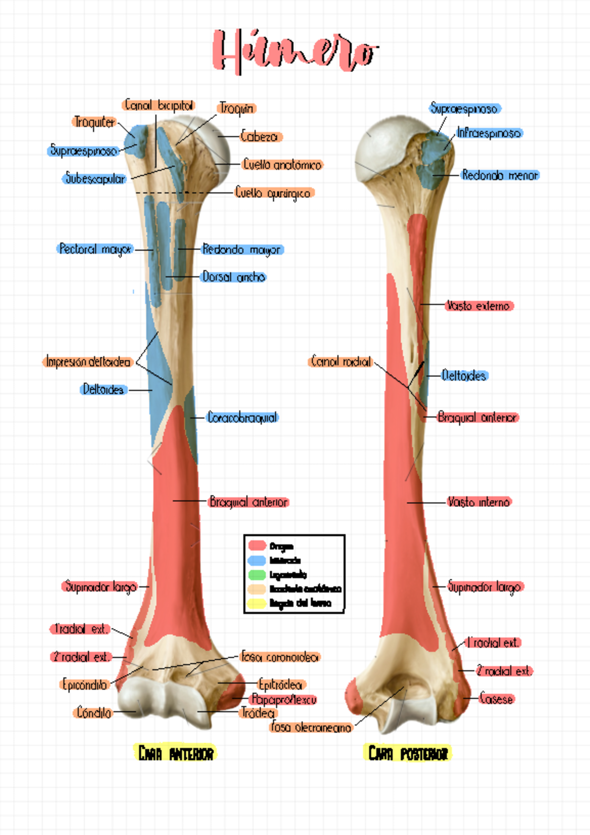 Húmero - Dibujo de húmero con músculos, ligamentos y accidentes ...