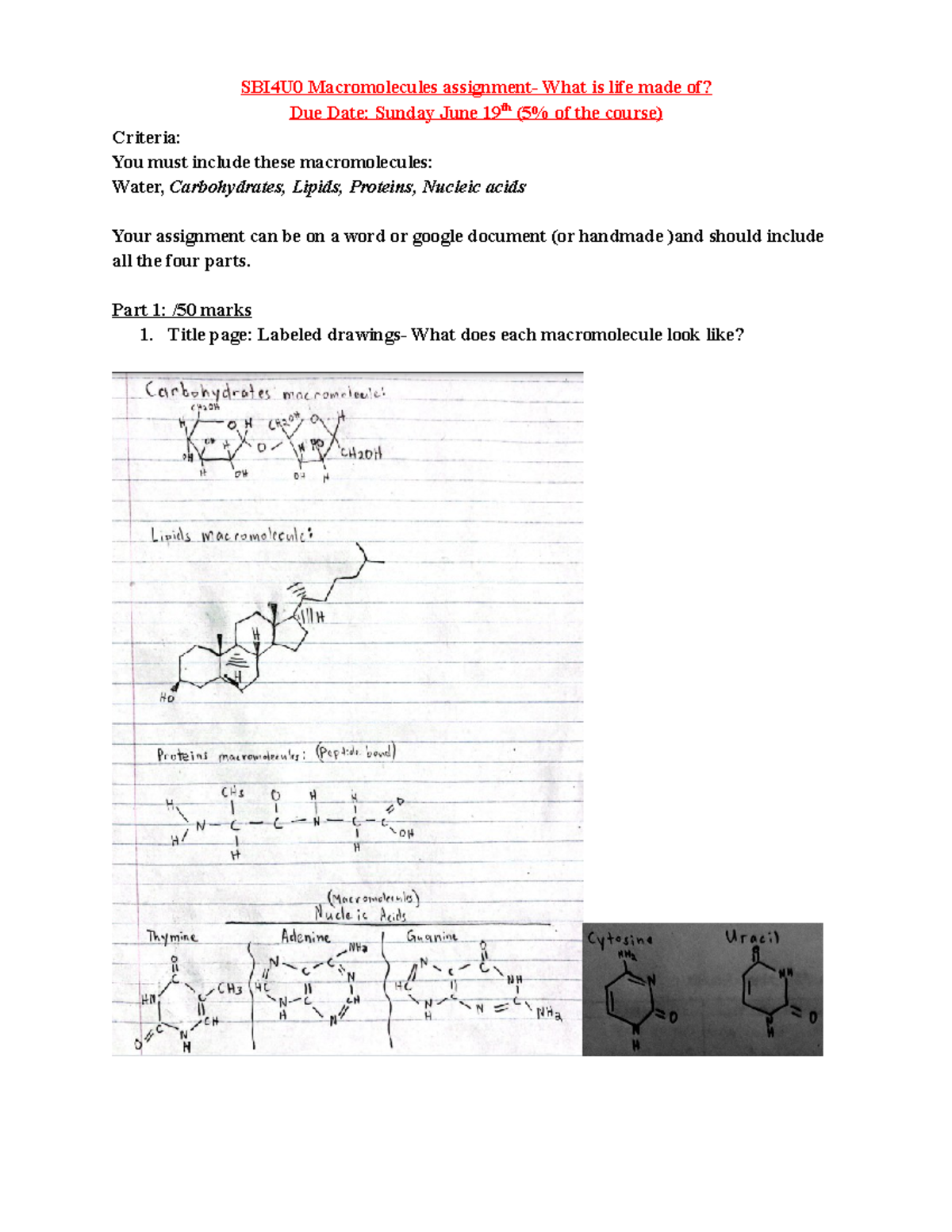Assignment Macromolecules Poster or Infographic - SBI4U0 Macromolecules ...