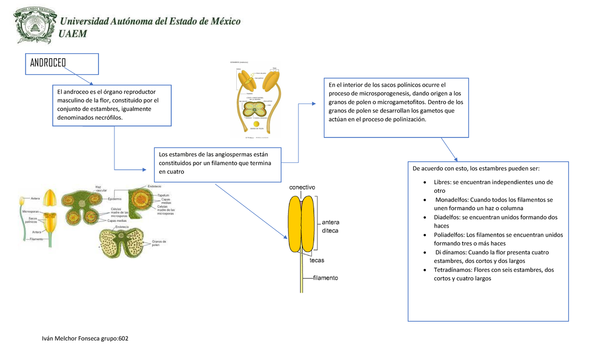 Androceos,gineceos,perfloraciones - Iv·n Melchor Fonseca grupo ...