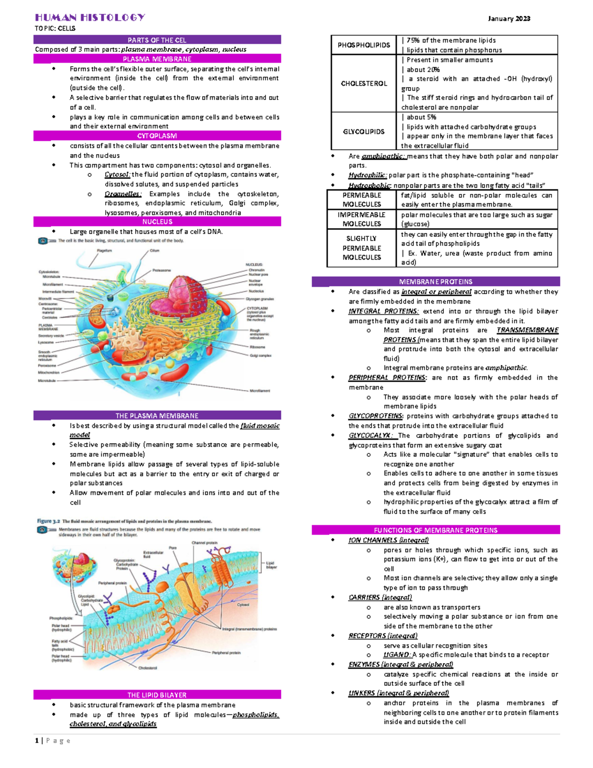 Histology - Cells - summary of the lecture. - TOPIC: CELLS PARTS OF THE ...