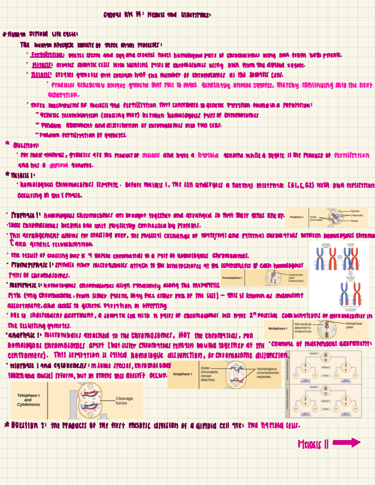 intro to biology : HW 14 : meiosis and inheritance - CANVAS HW 14 ...