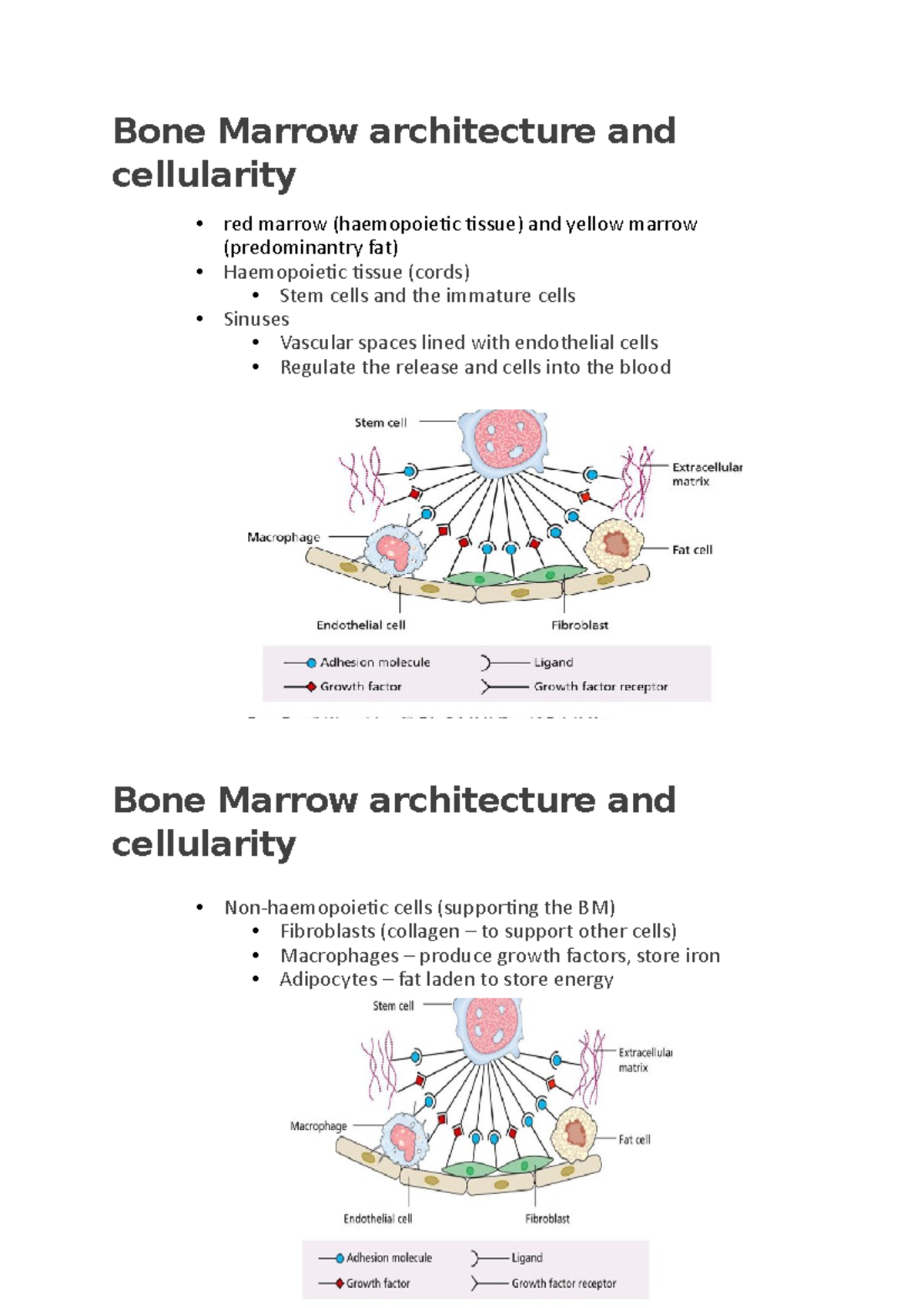Bone Marrow architecture and cellularity - Bone Marrow architecture and ...