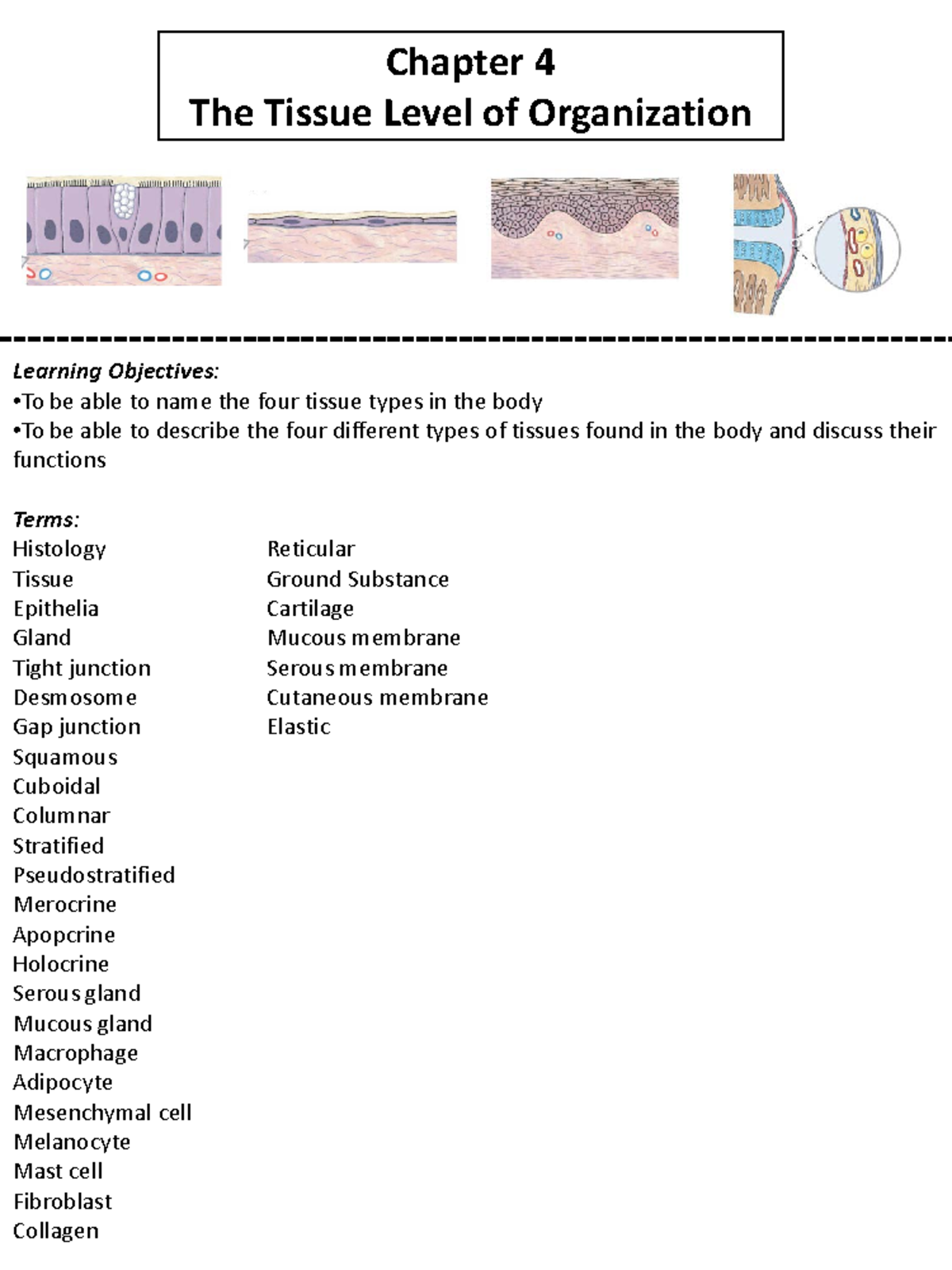 Chapter 4 - Dr.coleman - Chapter 4 The Tissue Level of Organization ...