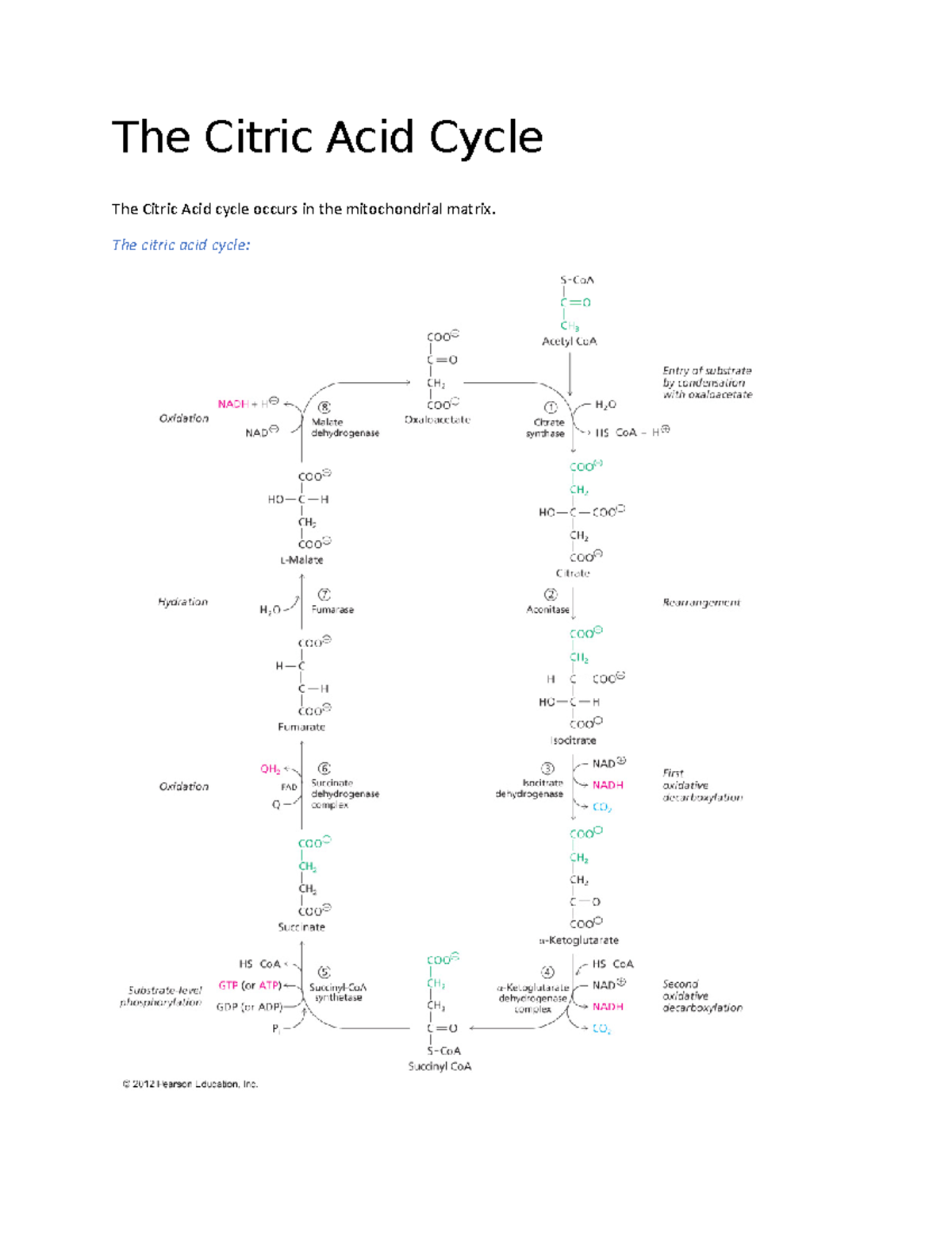 Citric Acid Cycle - Lecture notes 33-36 - The Citric Acid Cycle The ...