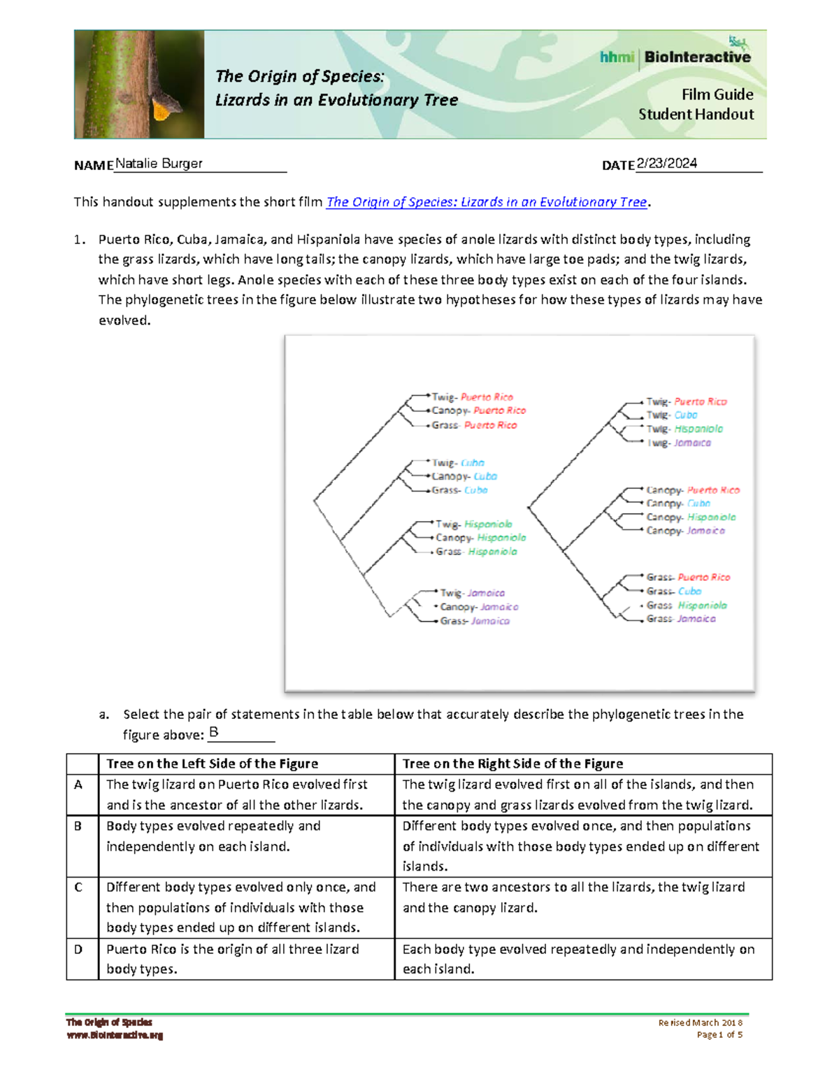 Lizards in an Evolutionary Tree - Puerto Rico, Cuba, Jamaica, and ...
