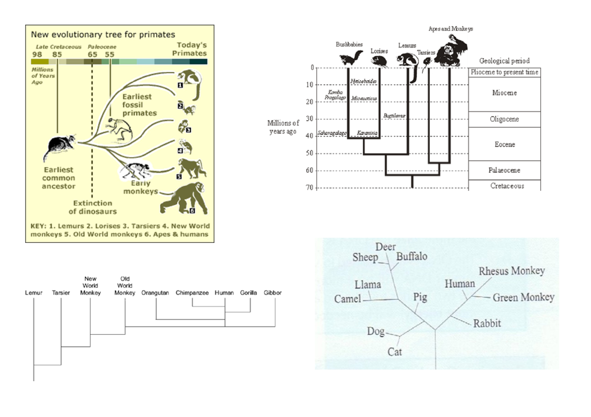 1. Evolutionary Trees - bio - Studocu