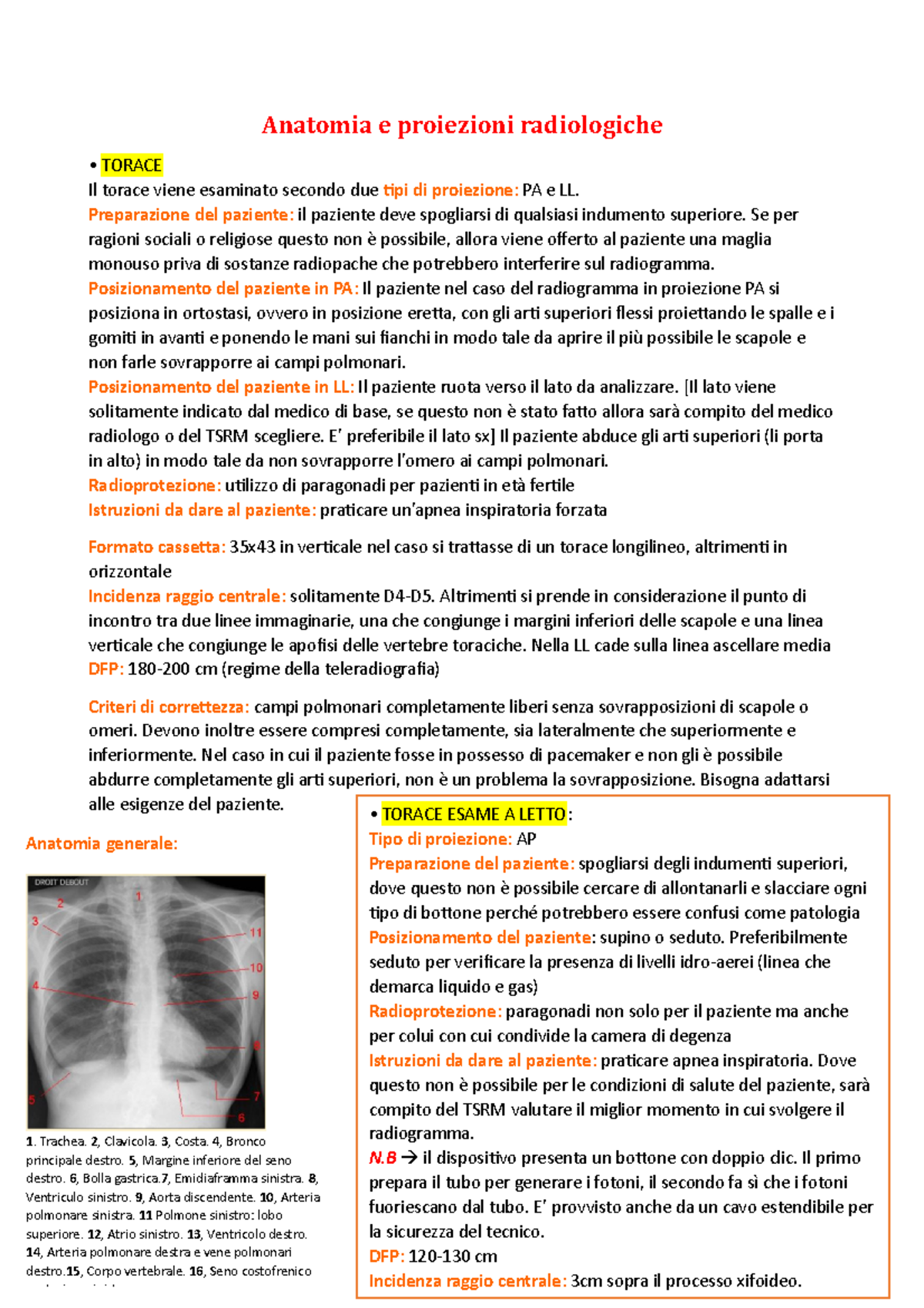 RX Torace - diagnostica per immagini - Anatomia e proiezioni ...