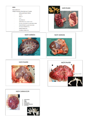 dissectie pelvis minor - Anatomie dissecties - Studocu