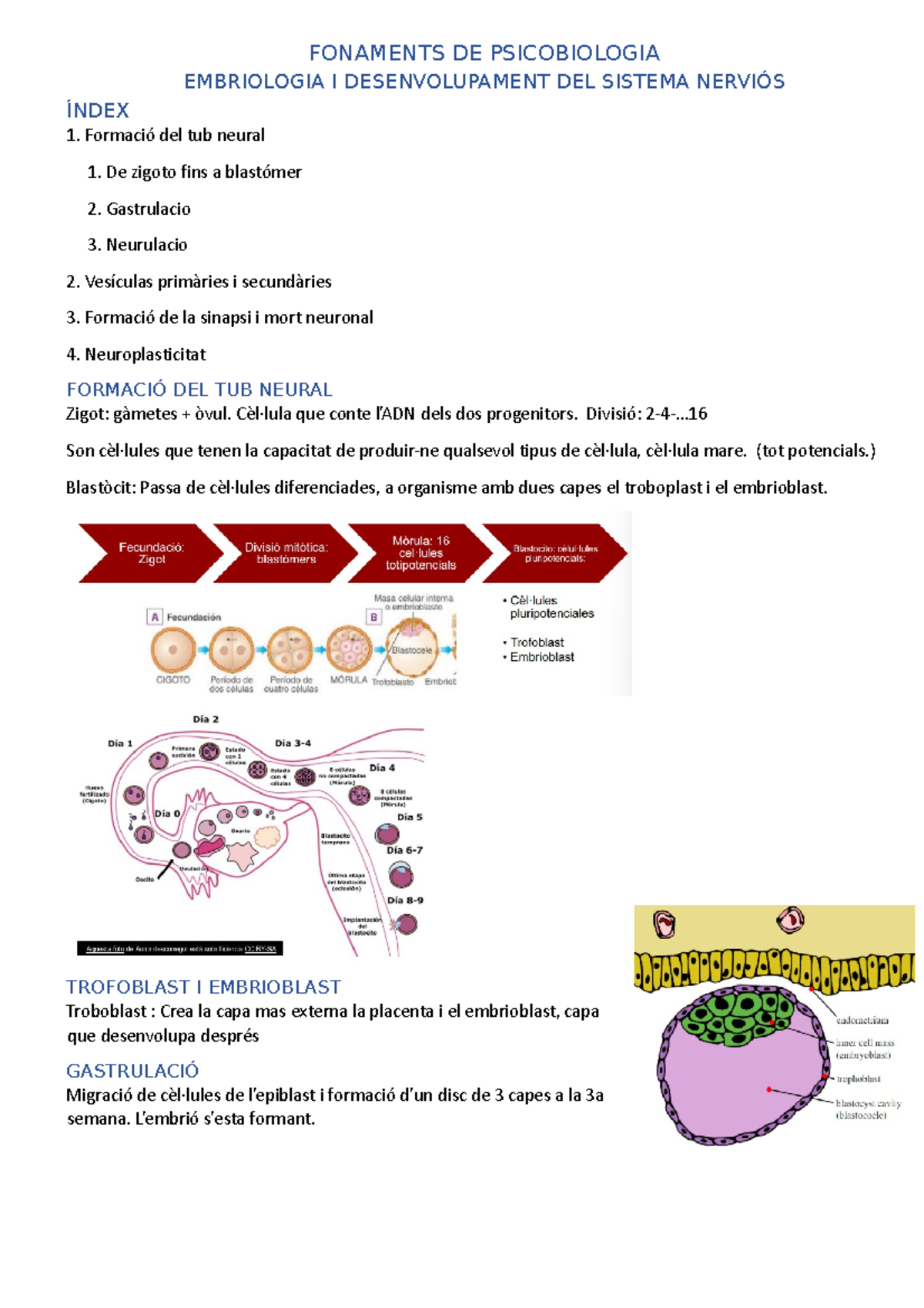 Embriologia I Desenvolupament DEL Sistema Nerviós - FONAMENTS DE PSICOBIOLOGIA EMBRIOLOGIA I ...