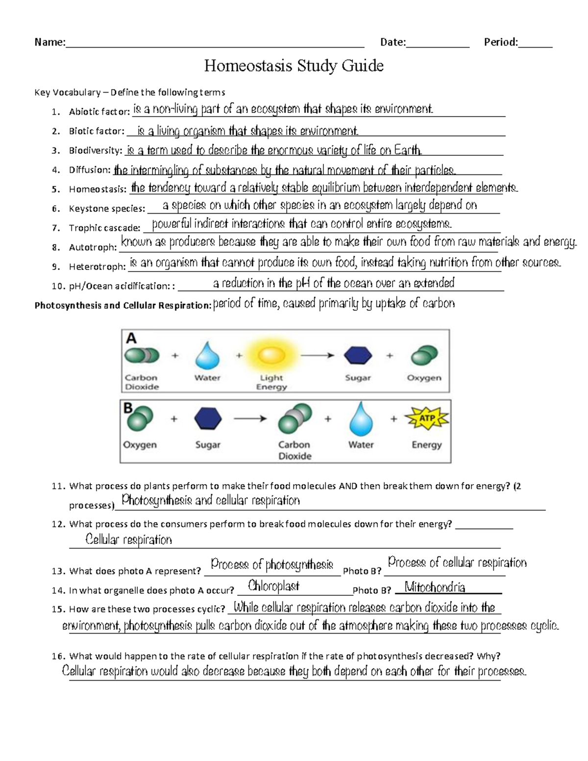Homeostatis+Study+Guide - Name ...