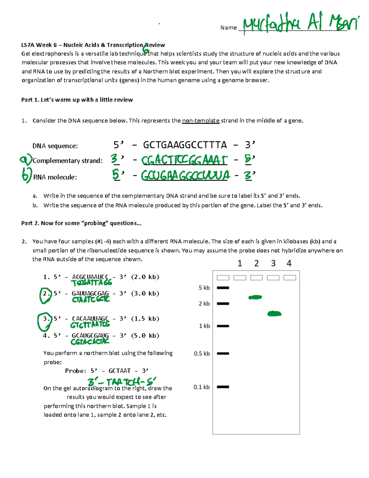 Week 6 Blots Genome Browser Worksheet W22 - Name ...